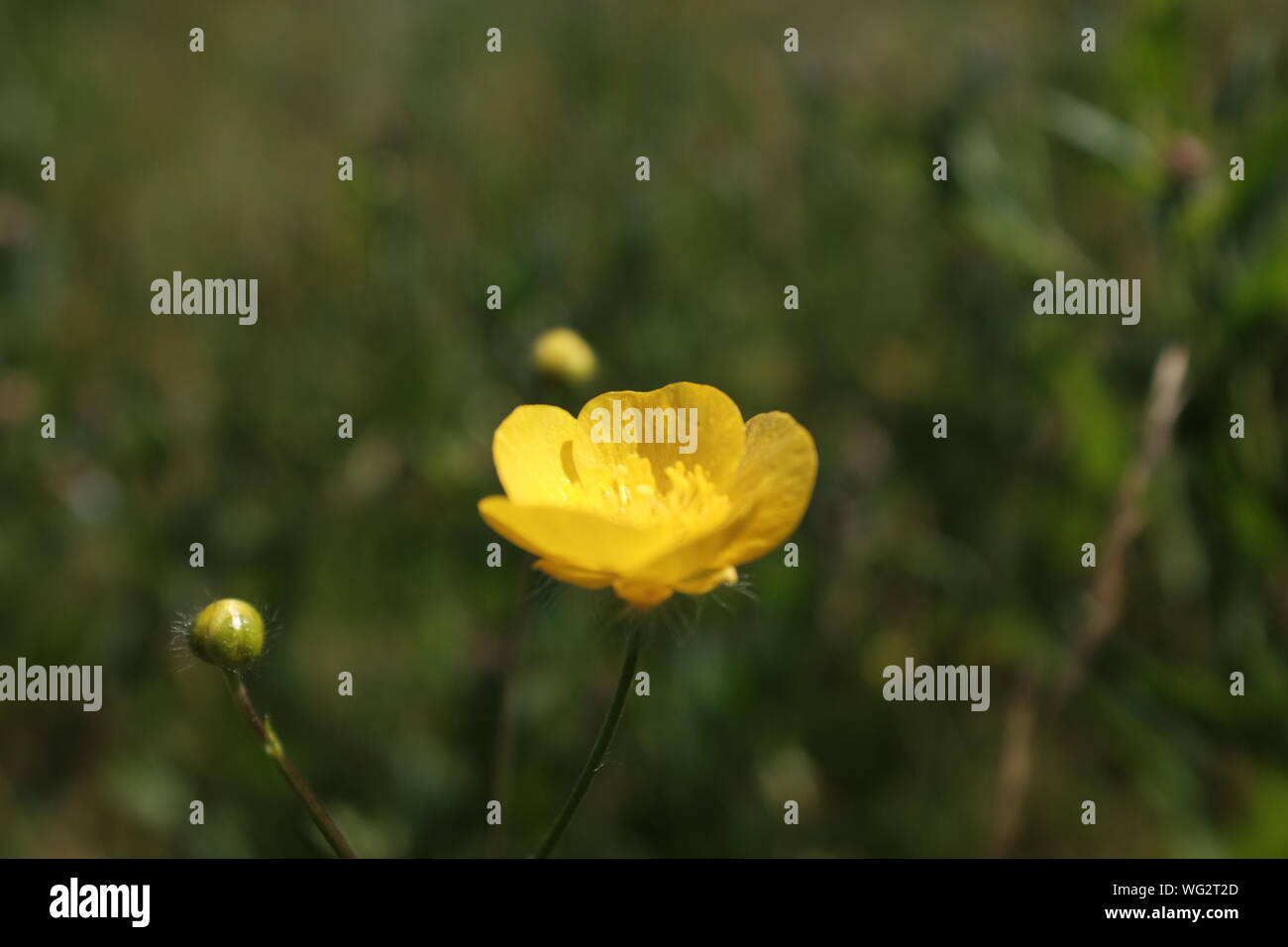 Buttercup In The Foreground High Resolution Stock Photography and ...