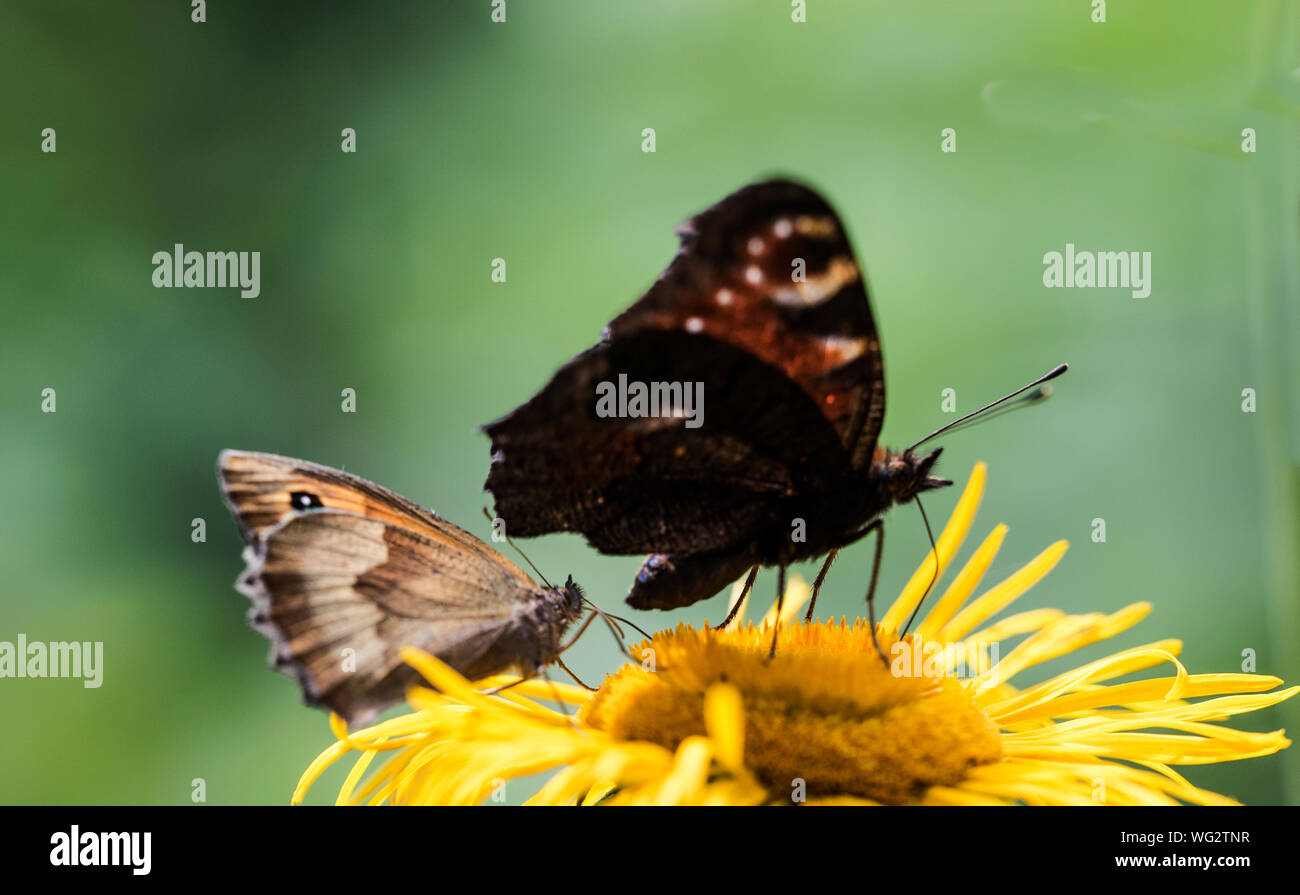 Yellow butterflies hi-res stock photography and images - Alamy