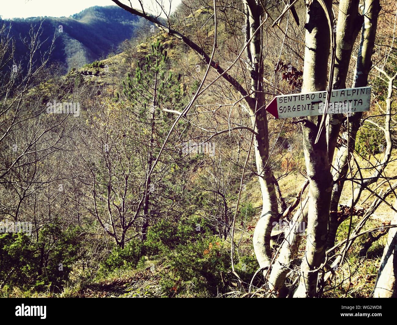 Directional Tree Sign High Resolution Stock Photography and Images - Alamy