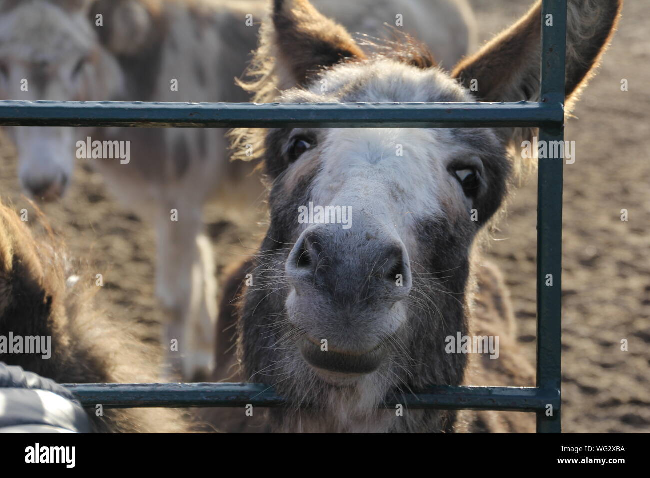 Donkey fence hi-res stock photography and images - Alamy