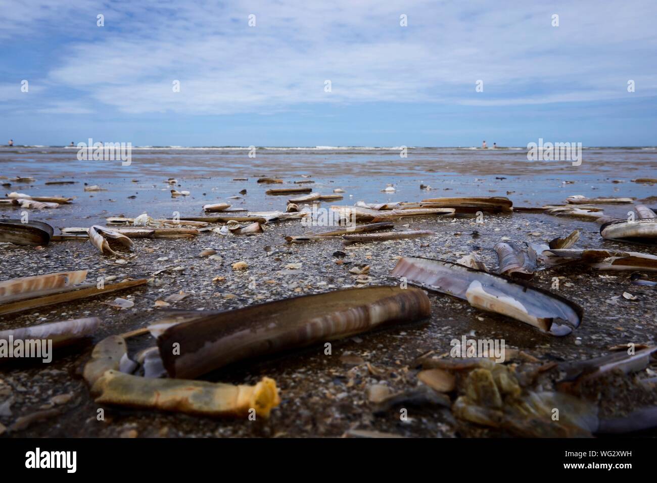 Razor Clams High Resolution Stock Photography and Images - Alamy