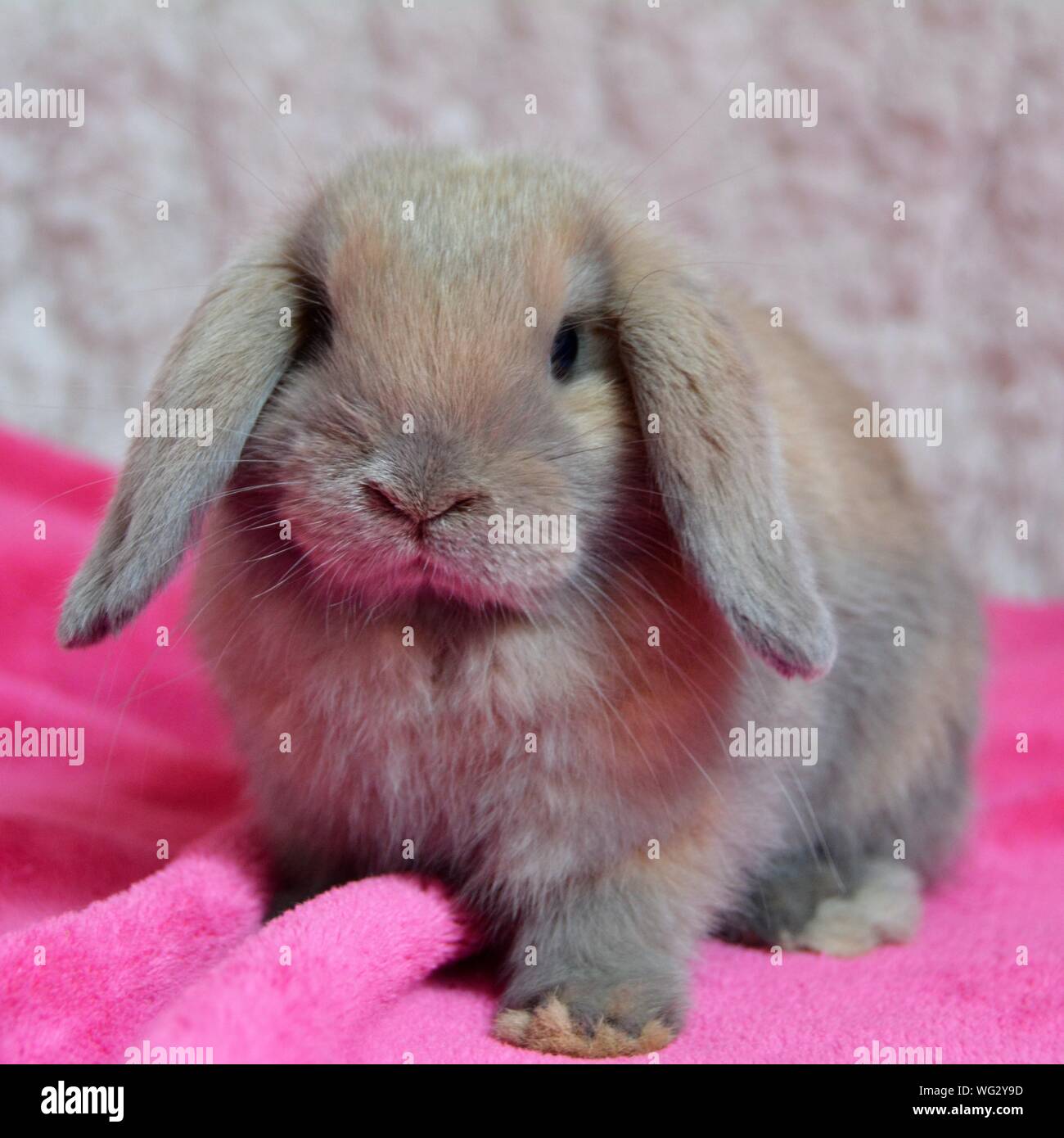 Rabit High Resolution Stock Photography and Images - Alamy
