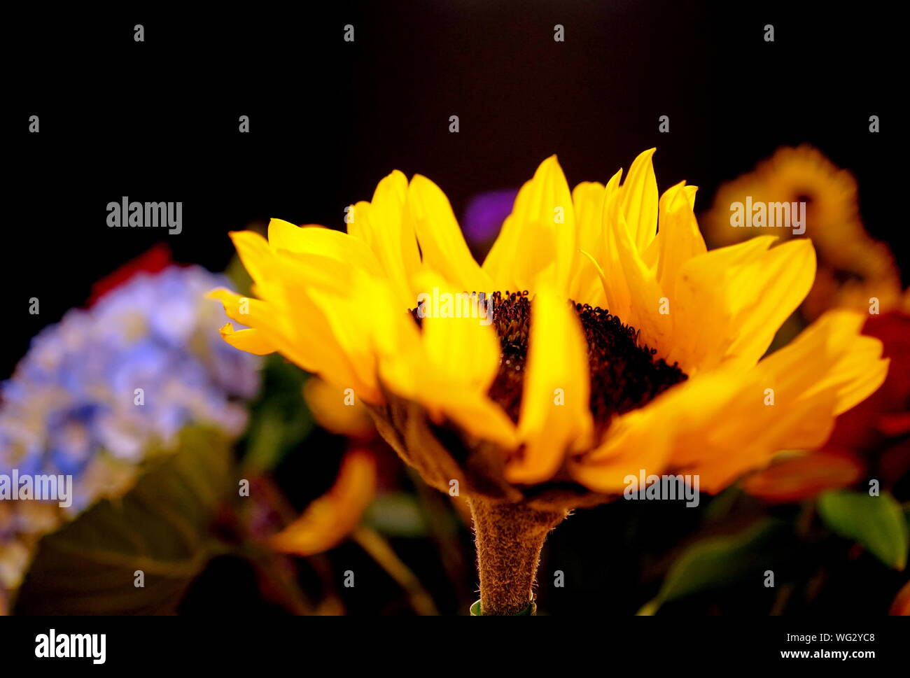 highlights from a bunch of flowers Stock Photo - Alamy