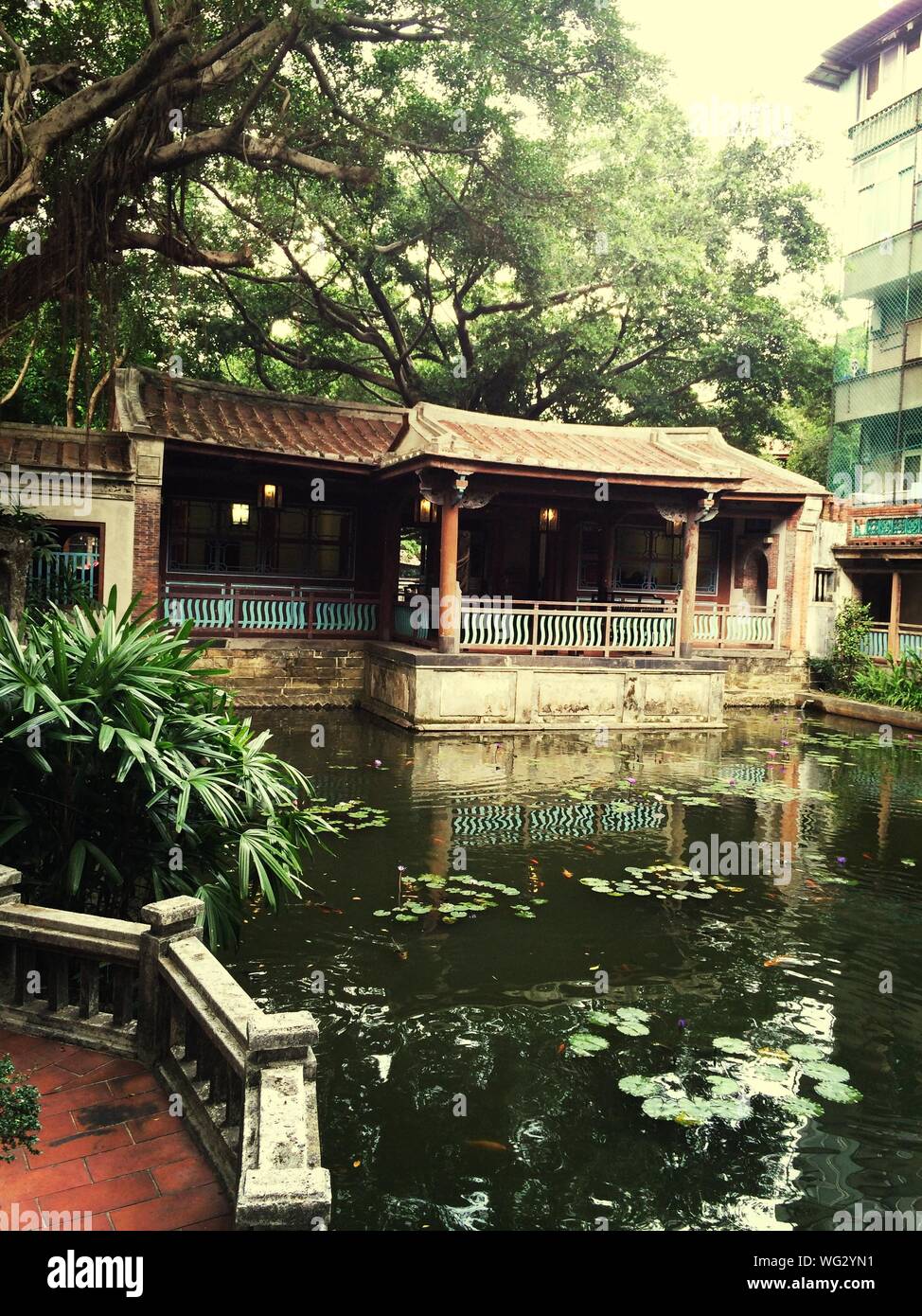 Old chinese tree hi-res stock photography and images - Alamy