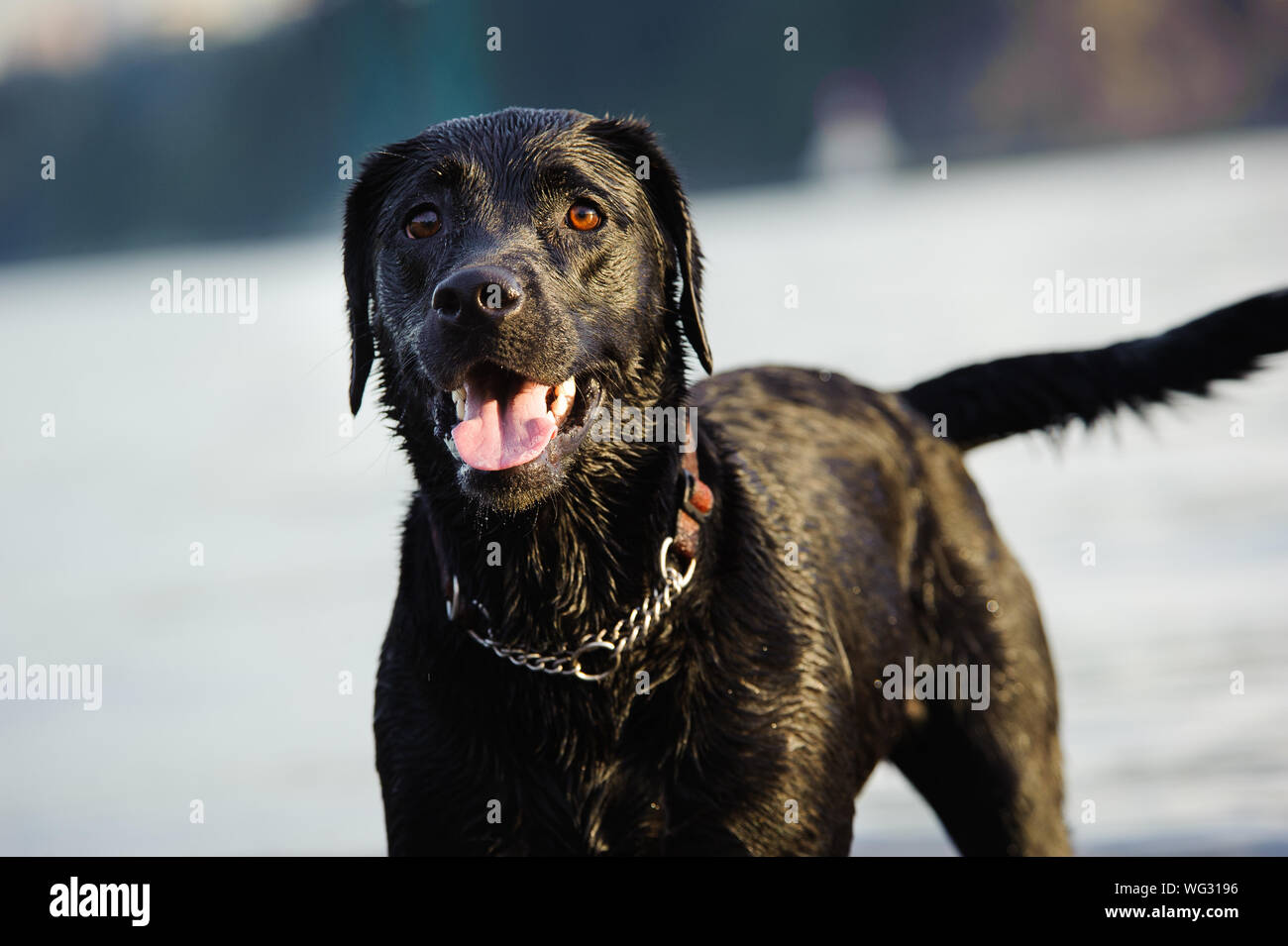 Dog wet dog hi-res stock photography and images - Alamy