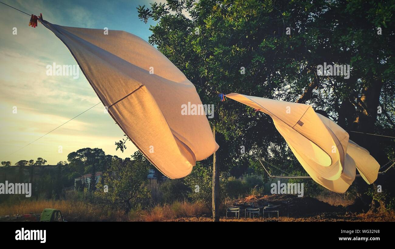 Drying trees hi-res stock photography and images - Alamy