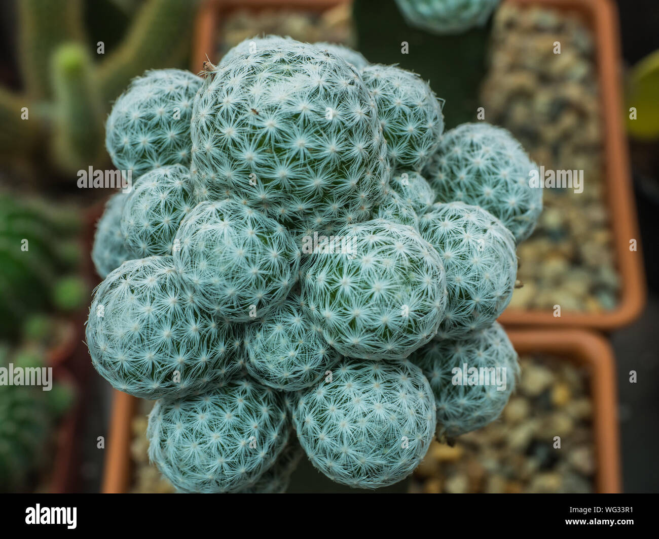 Boom Cactus in metal bucket and blur background Stock Photo - Alamy