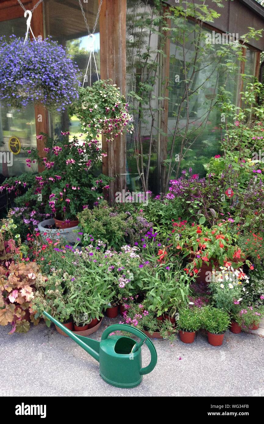 Decorative Plants High Resolution Stock Photography and Images - Alamy