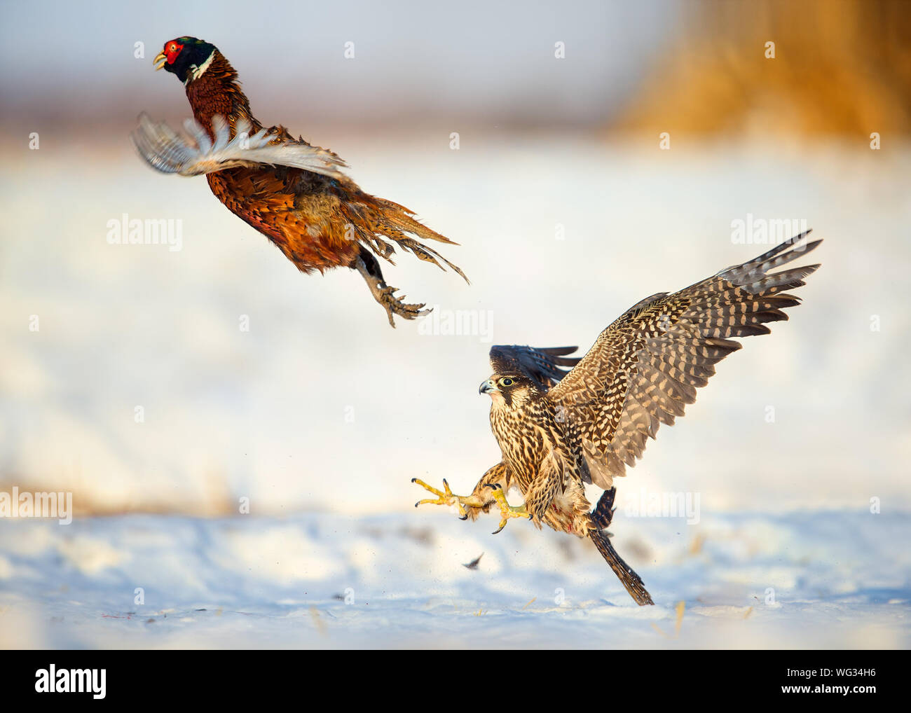 Peregrine falcon winter hi-res stock photography and images - Alamy