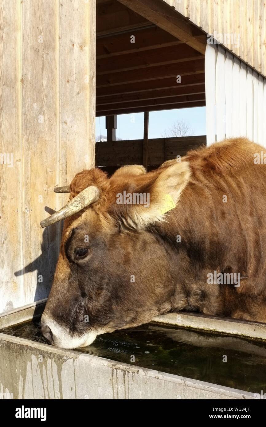 Farm livestock drinking water hi-res stock photography and images - Alamy