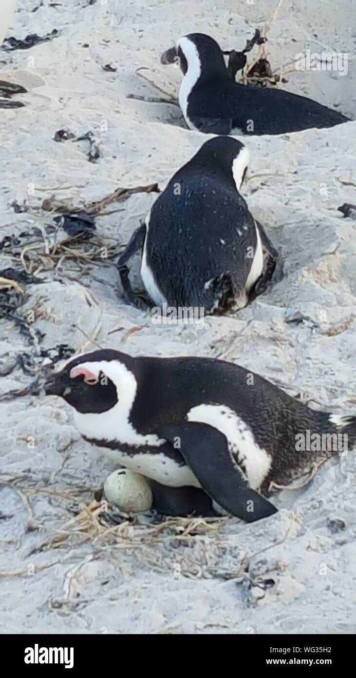 Penguin hatching hi-res stock photography and images - Alamy