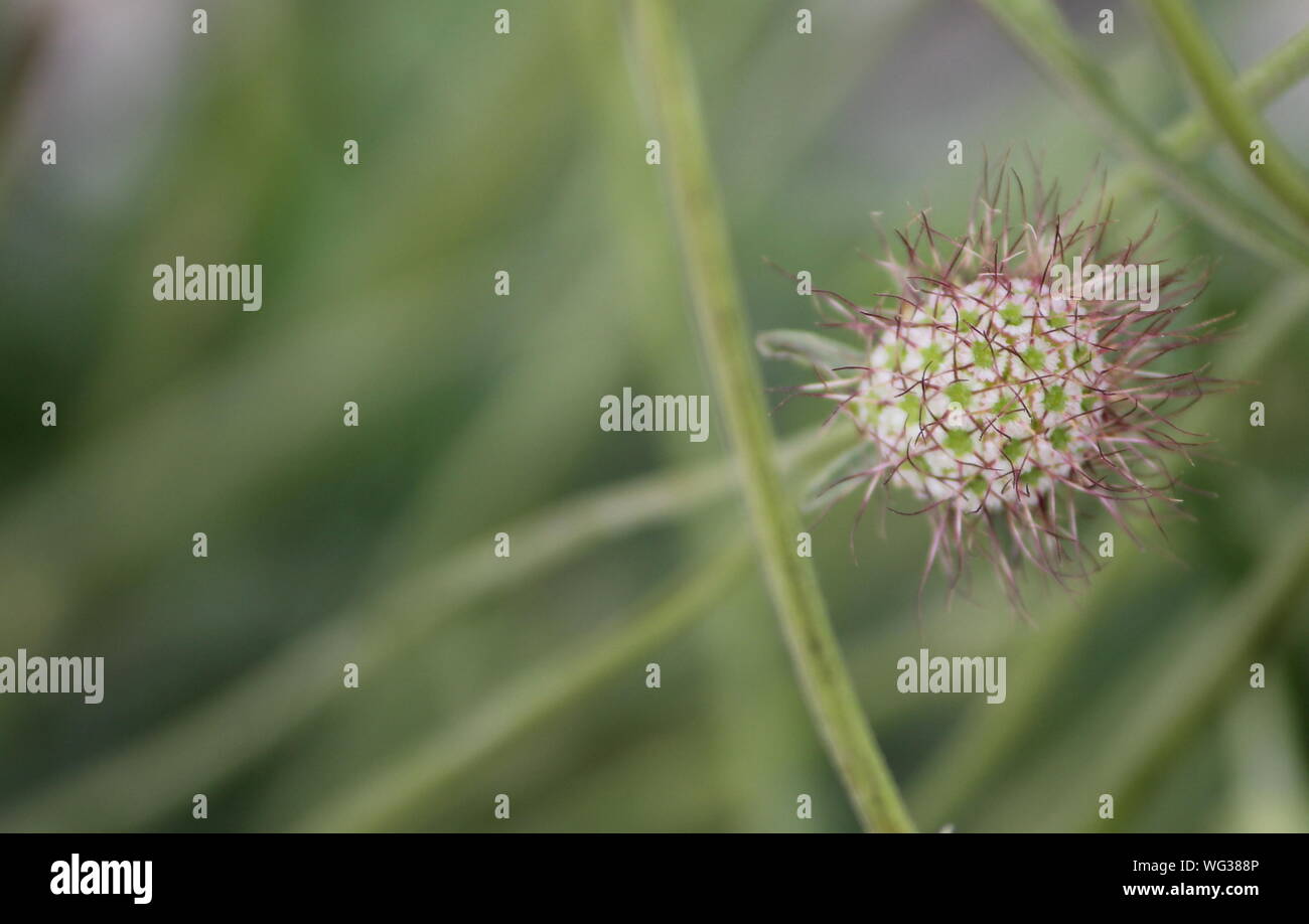 Spiky head hi-res stock photography and images - Alamy