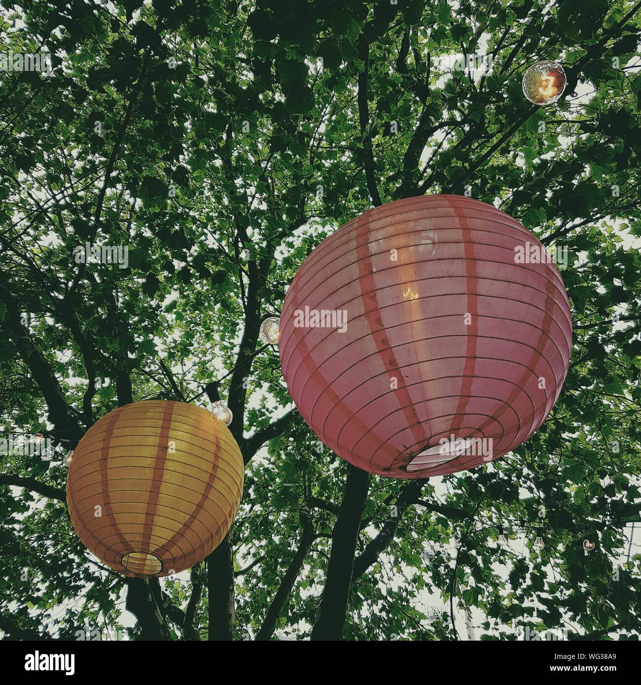 Light bulb hanging from tree hi-res stock photography and images - Alamy