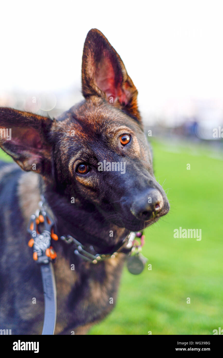 Sable pet hi-res stock photography and images - Alamy