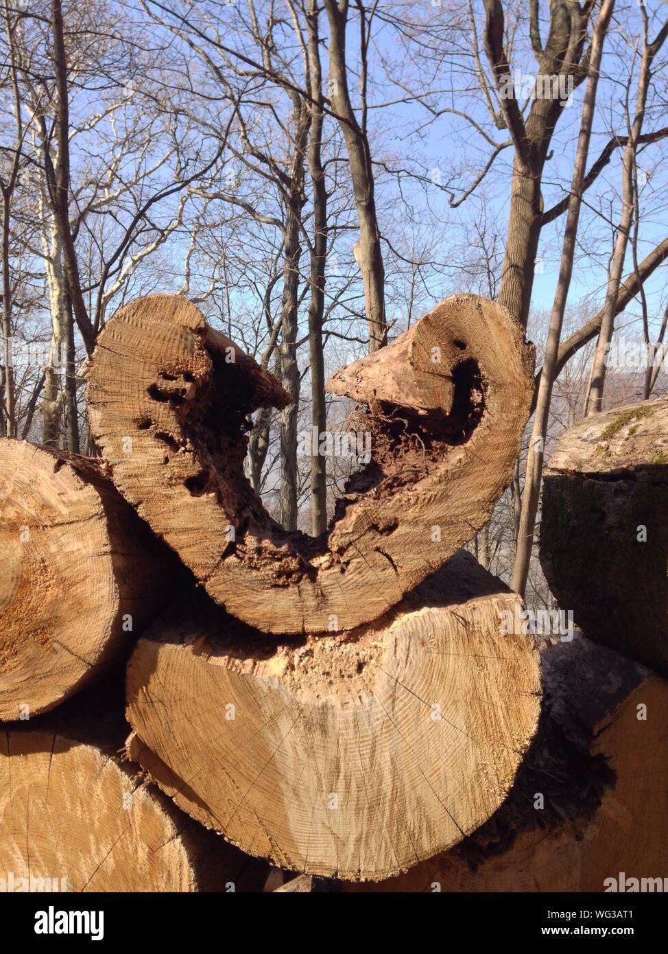 The shape of trees hi-res stock photography and images - Alamy