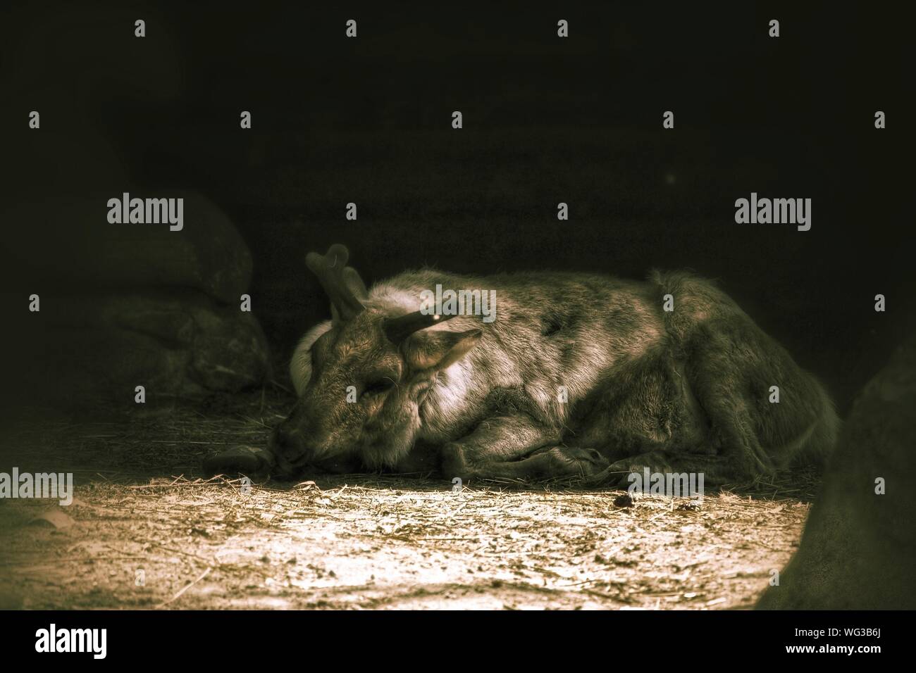 Moose Lying Down High Resolution Stock Photography and Images - Alamy