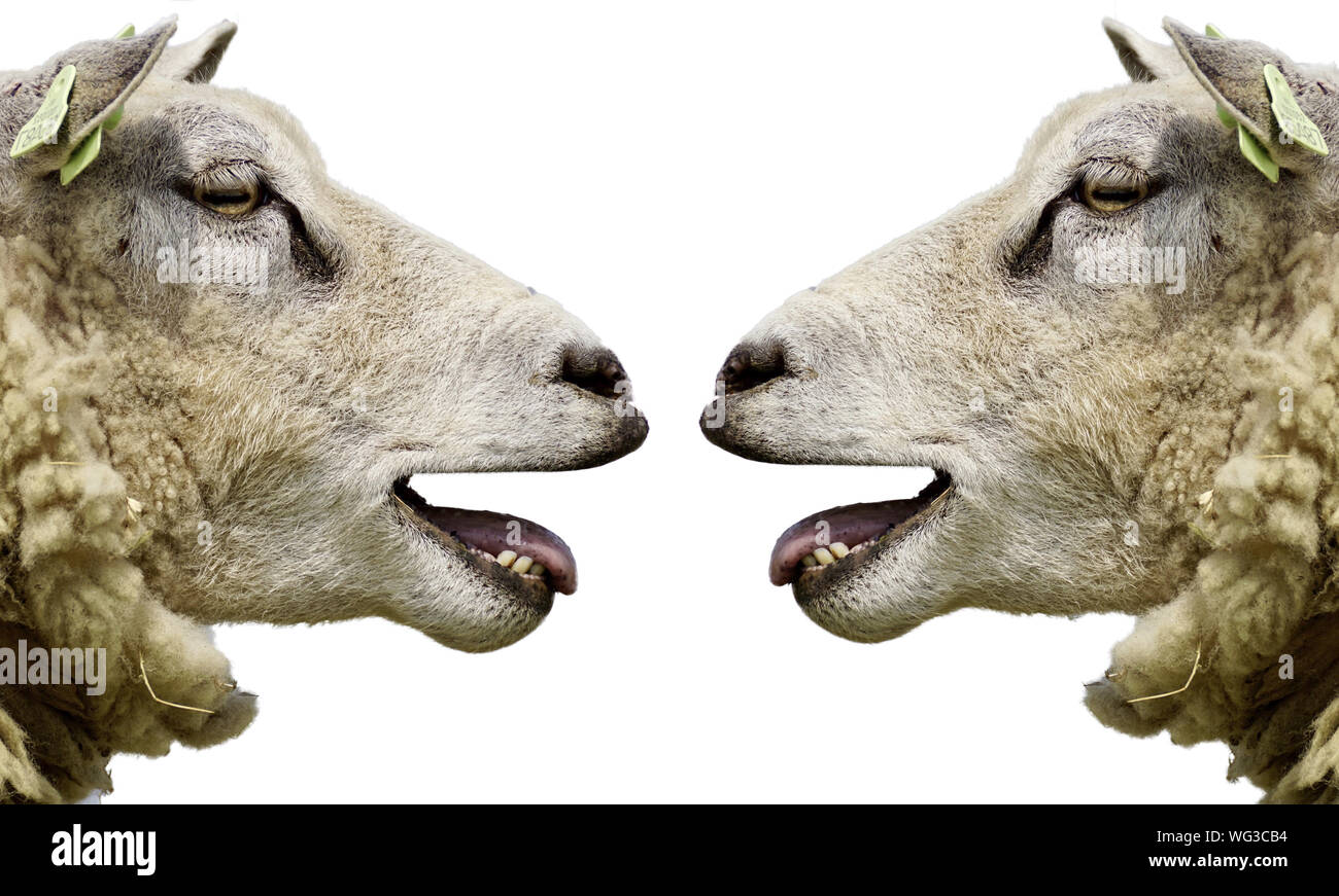 Sheep With Open Mouth