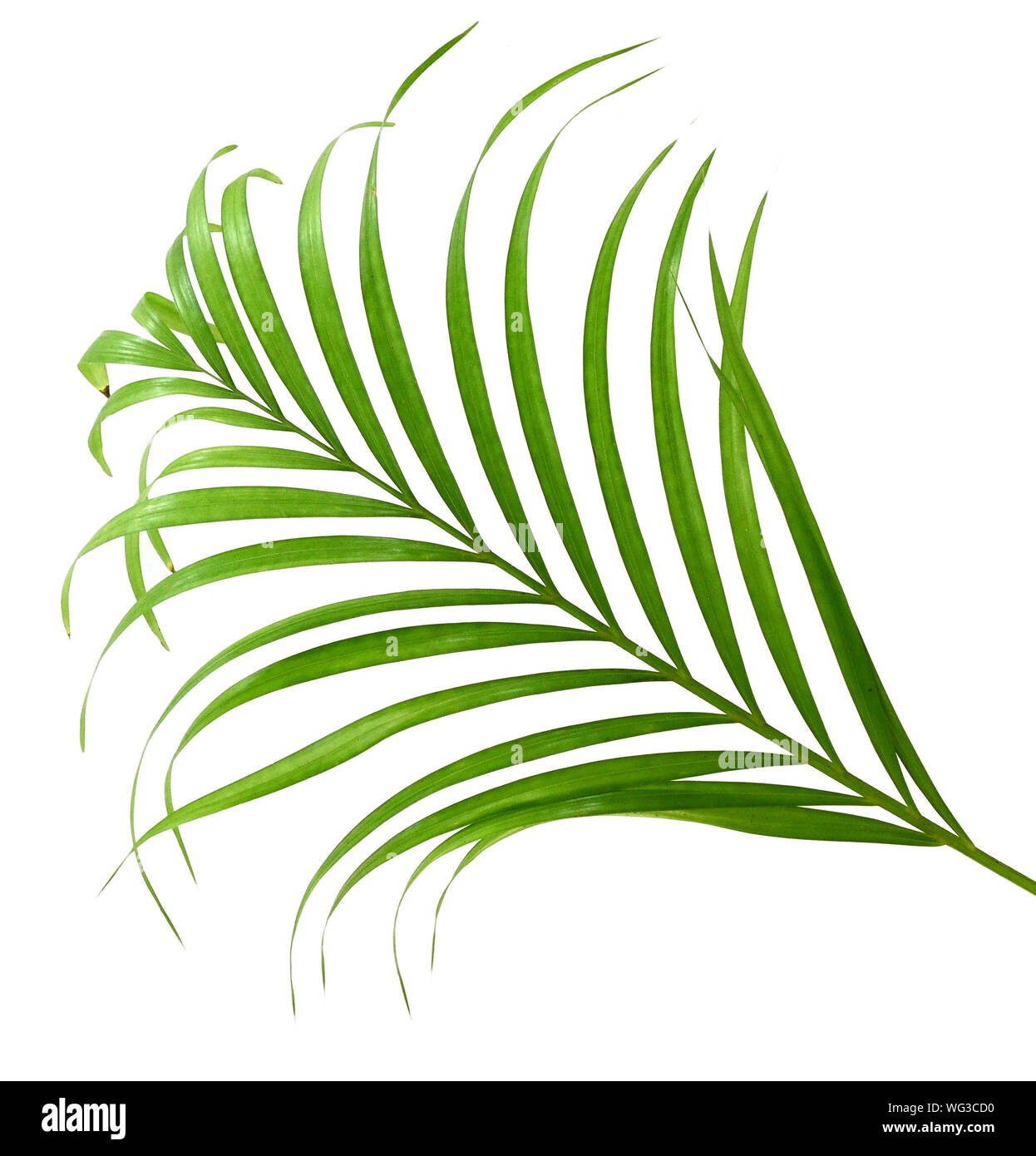 Palm leaf photos Cut Out Stock Images & Pictures - Alamy