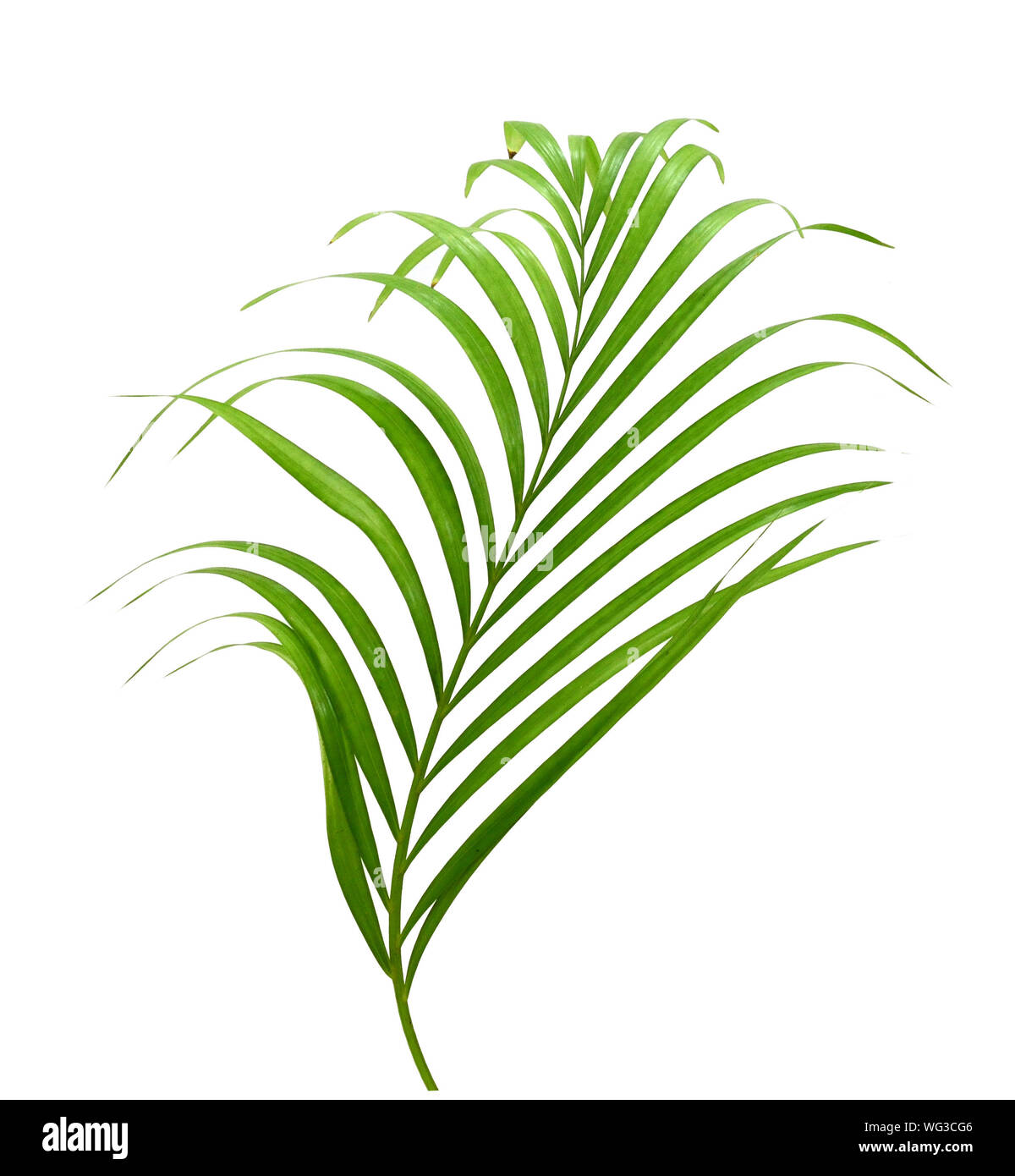 Palm_leaf hi-res stock photography and images - Alamy