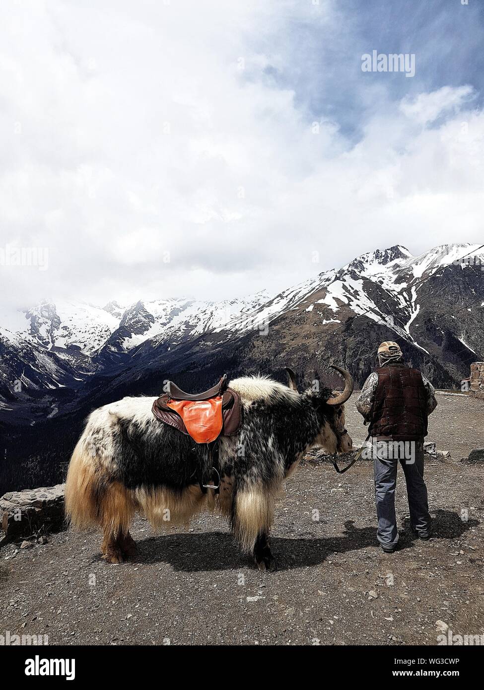 Yak mountain hi-res stock photography and images - Alamy