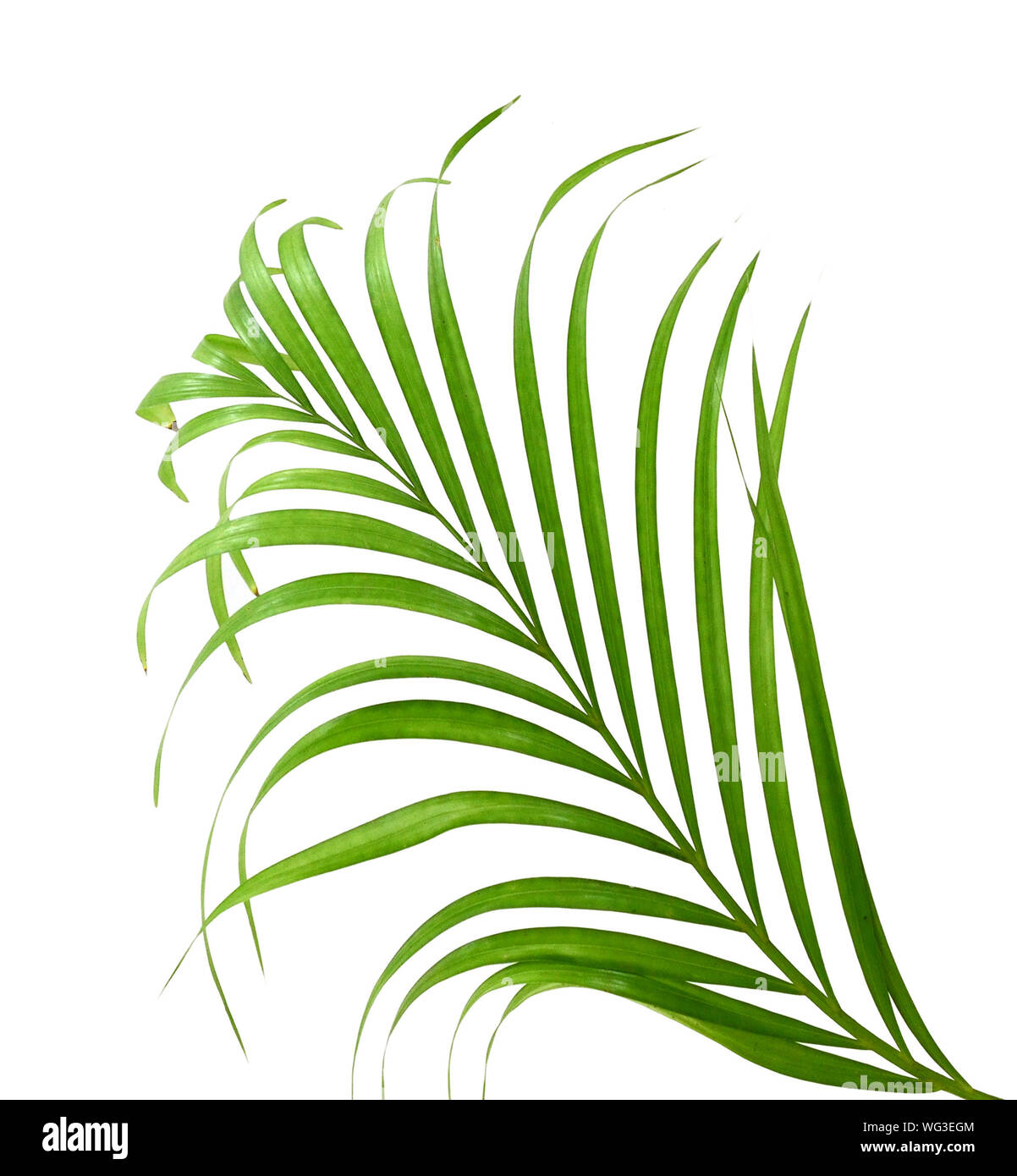 Beautiful tropical sunshine palm Cut Out Stock Images & Pictures - Alamy