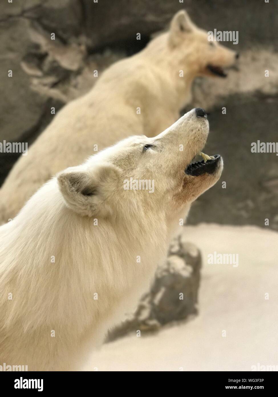 Wolf howling close up hi-res stock photography and images - Alamy