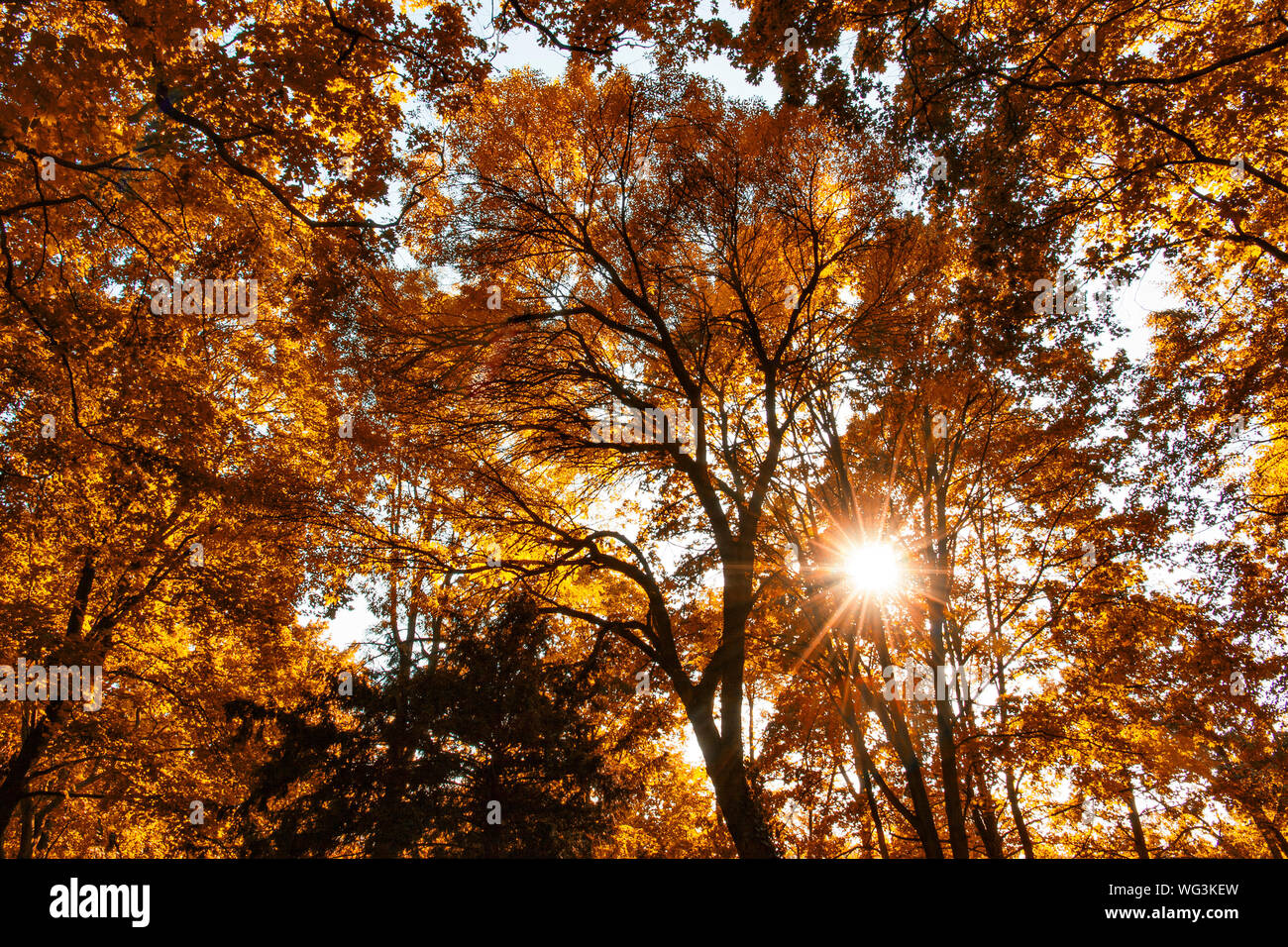 Low Trees High Resolution Stock Photography and Images - Alamy