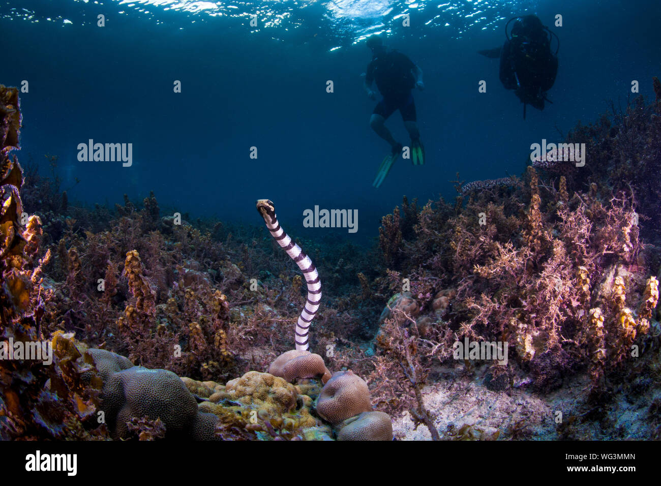 Tropical water snake hi-res stock photography and images - Alamy