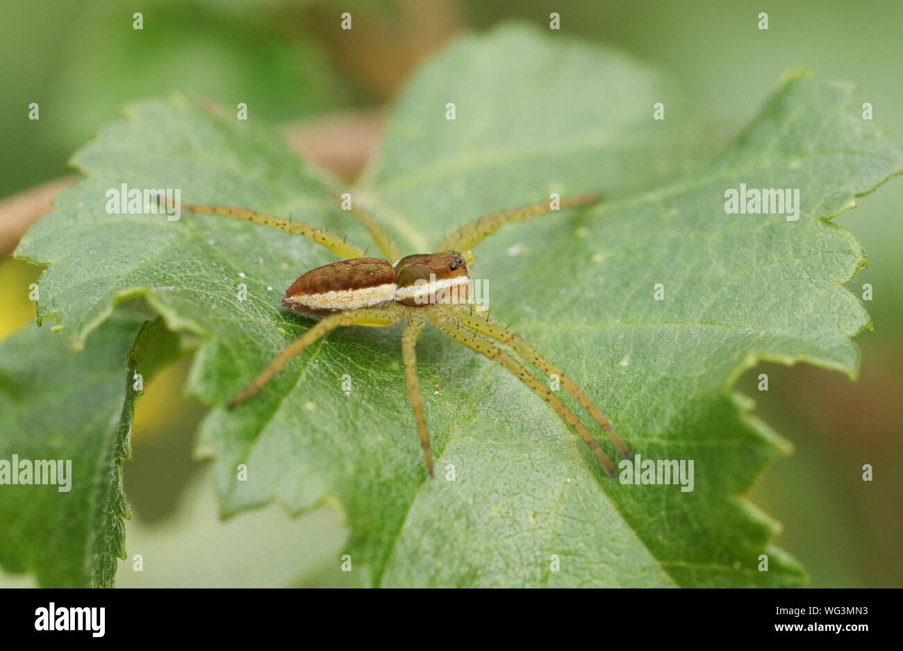 A rare hunting Raft Spider, Dolomedes fimbriatus, perching on a leaf at ...