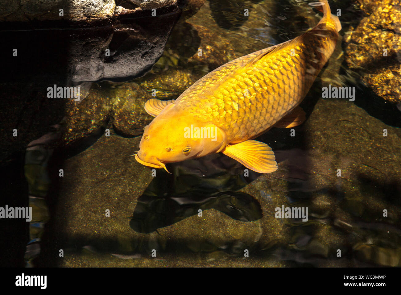 Golden koi hi-res stock photography and images - Alamy