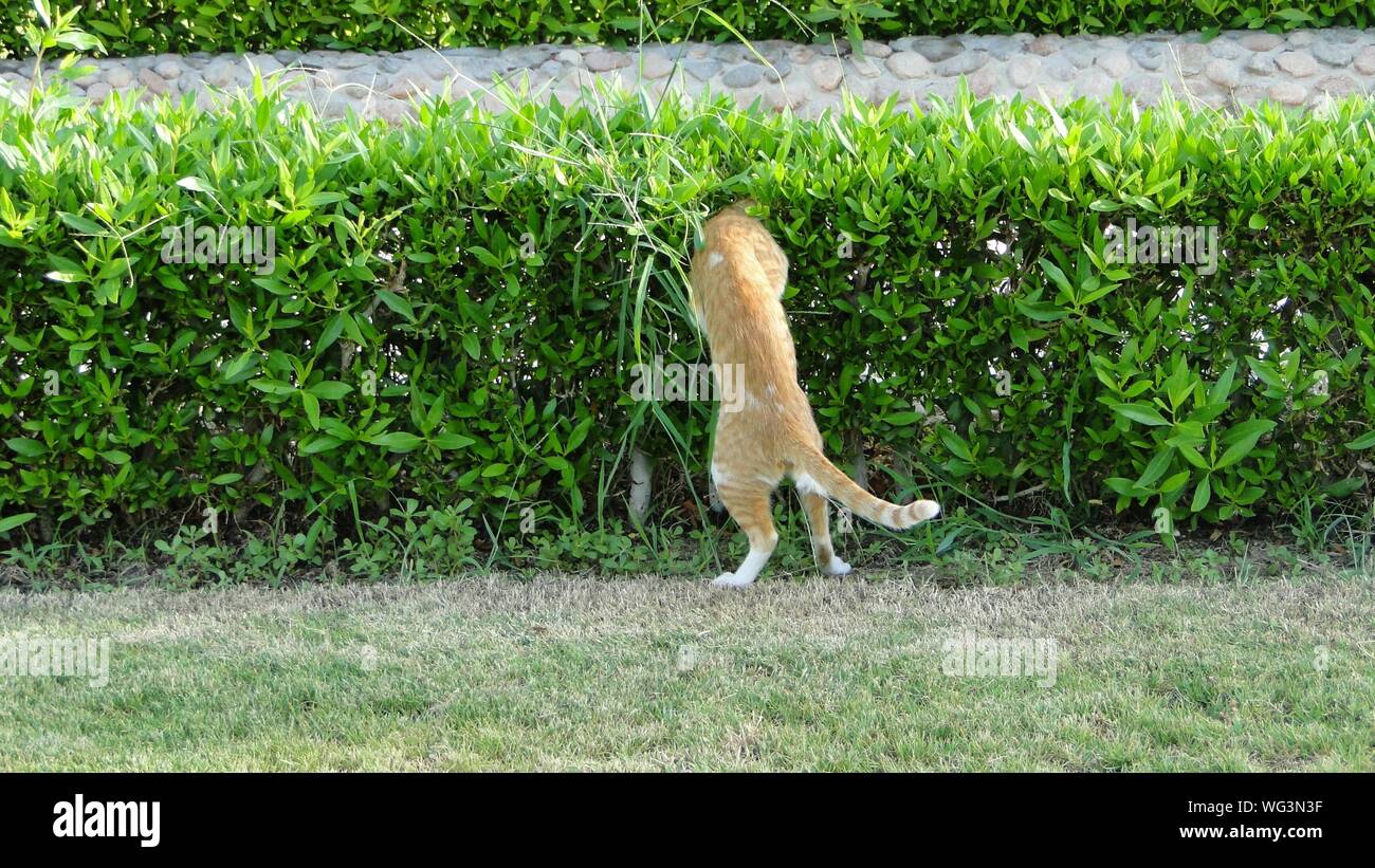 View through the hedge hi-res stock photography and images - Alamy