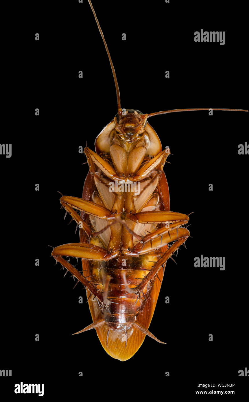 Black cockroach hi-res stock photography and images - Alamy
