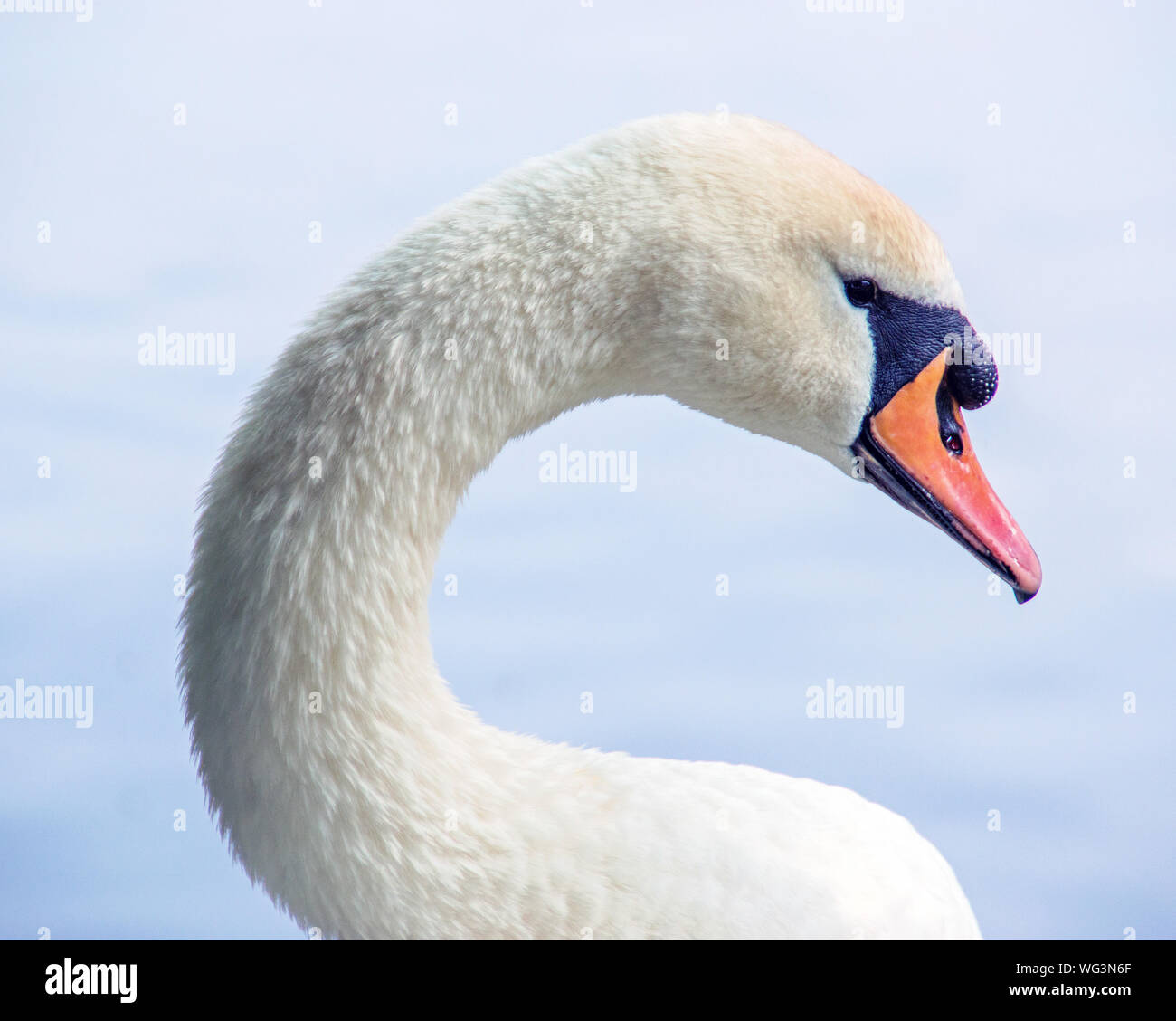 Elegant animals hi-res stock photography and images - Alamy
