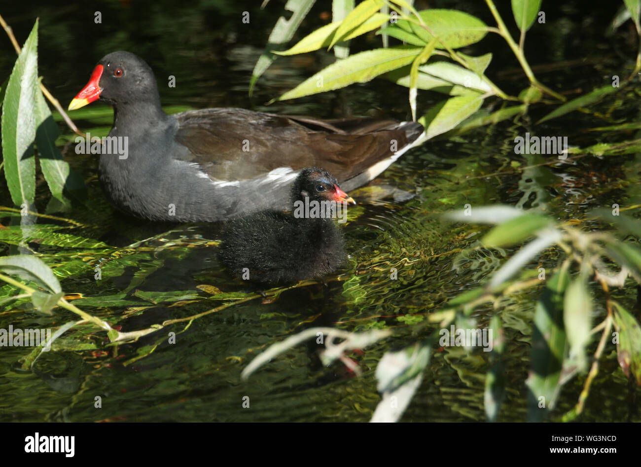 A Moorhen, allinula chloropus, and her cute chick are perching on ...