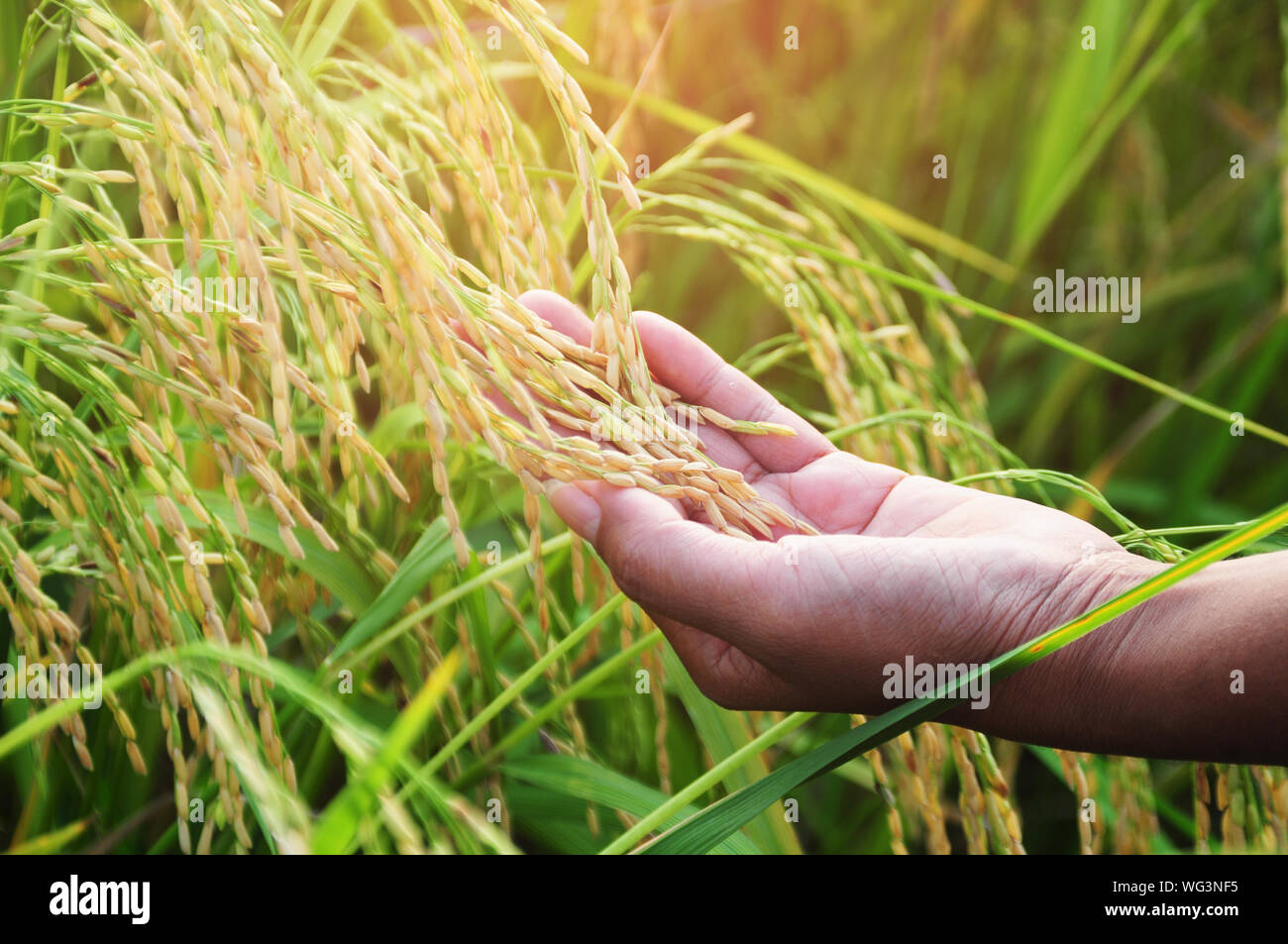 Cropped Hand Of Woman Touching Crops Stock Photo - Alamy