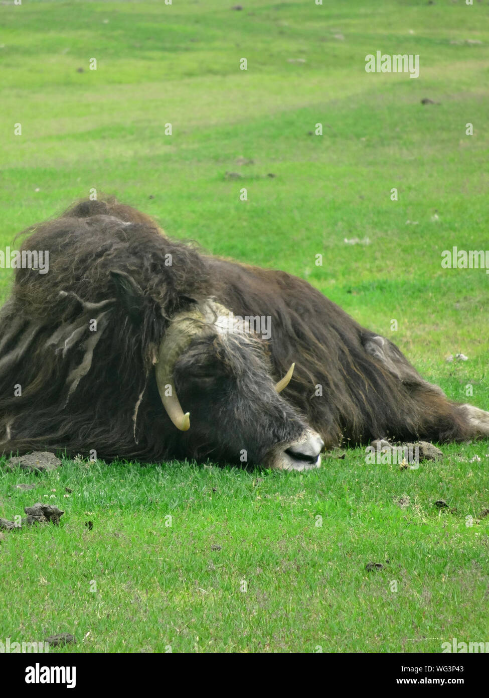 Sheep Sleeping High Resolution Stock Photography and Images - Alamy