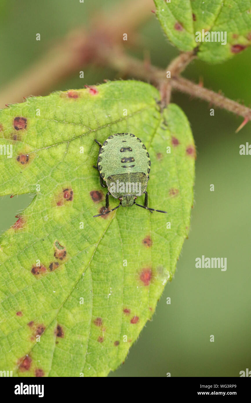 Shieldbug image hi-res stock photography and images - Alamy