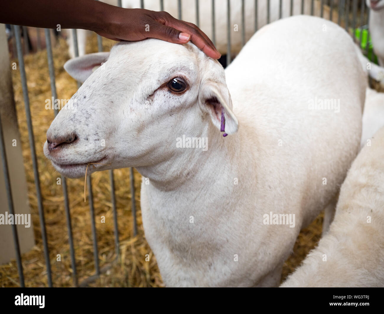Sheep at Minnesota State Fair 2018 Stock Photo - Alamy
