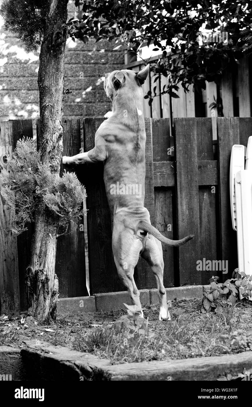 Rearing back hi-res stock photography and images - Alamy