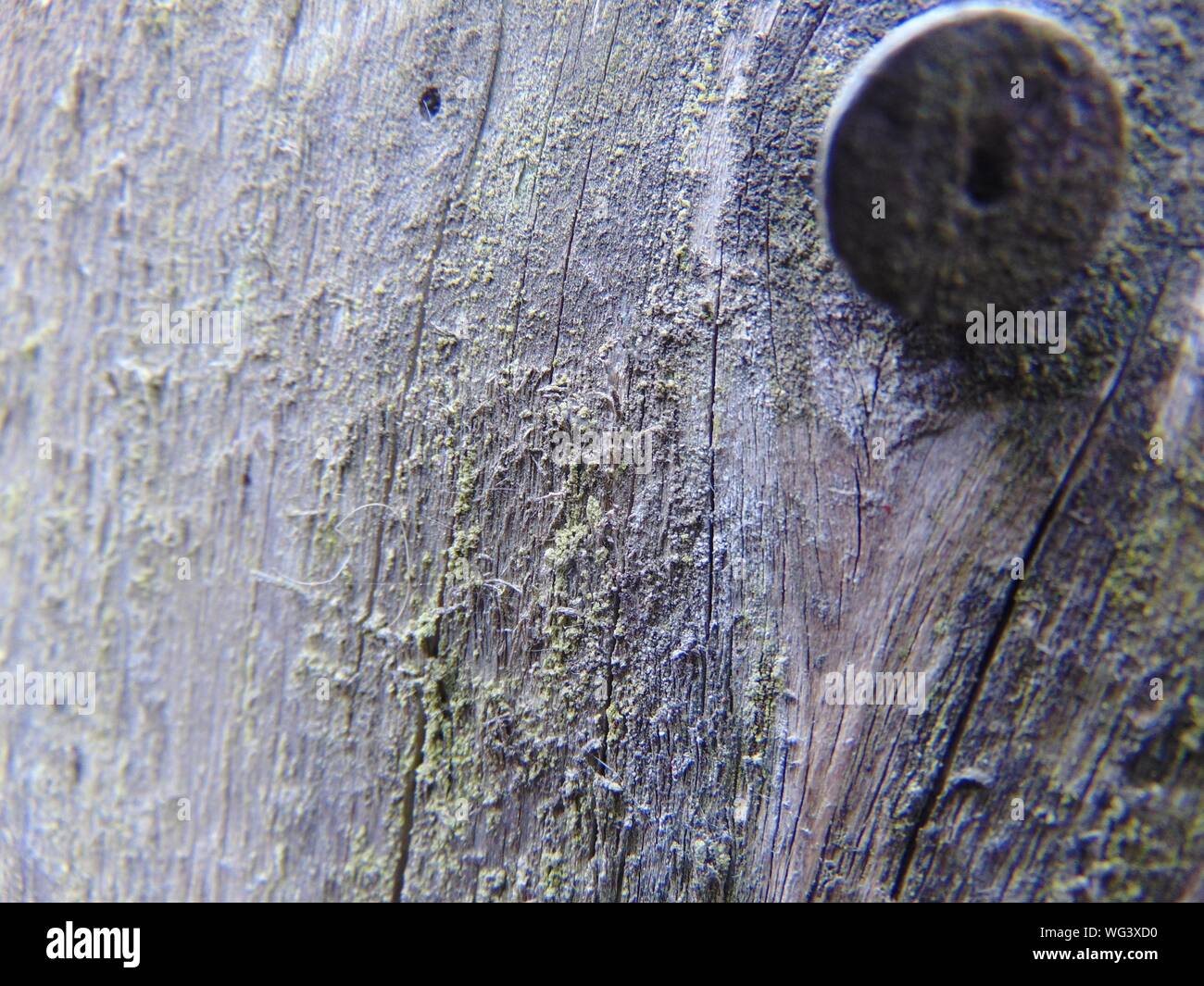 Nail in tree hi-res stock photography and images - Alamy