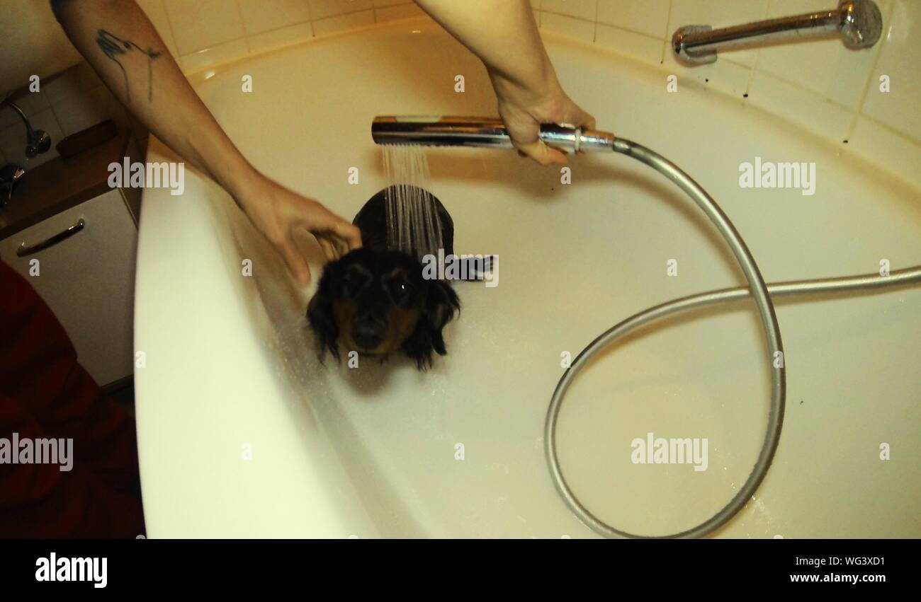 Man washing dog hi-res stock photography and images - Alamy