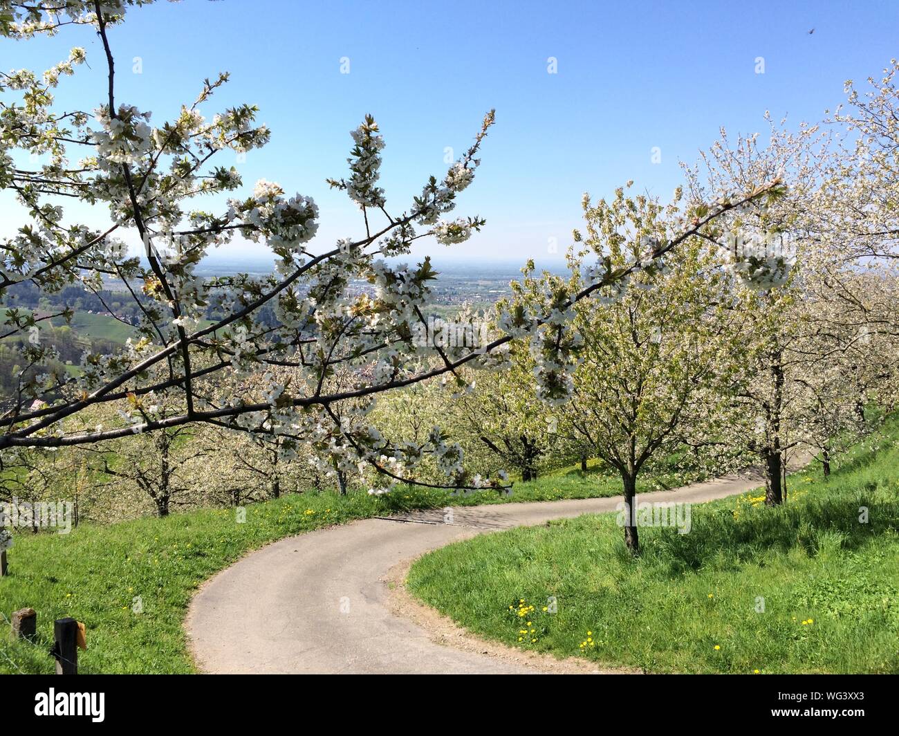 Winding through trees hi-res stock photography and images - Alamy