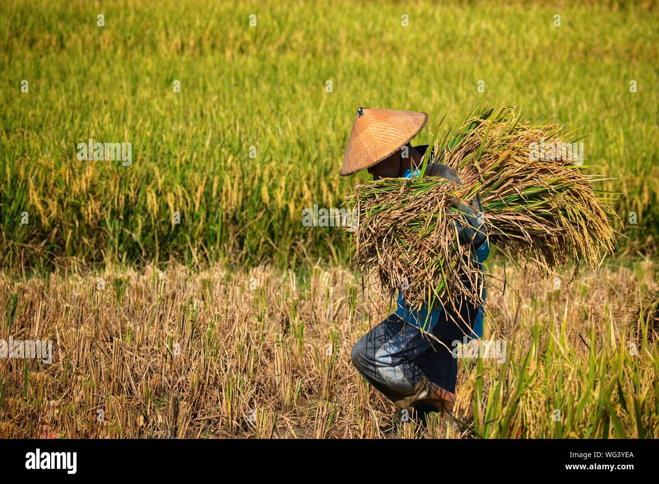 Man Carrying Rice Paddy Field High Resolution Stock Photography and ...