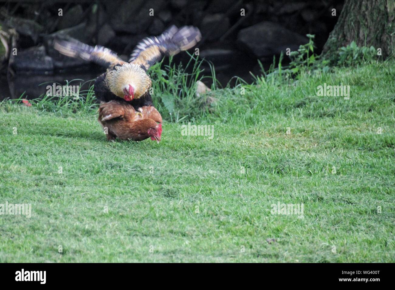 Chicken rooster hi-res stock photography and images - Alamy