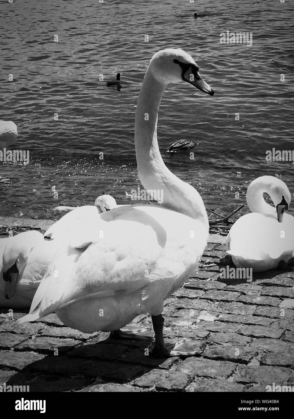Rear of birds hi-res stock photography and images - Alamy