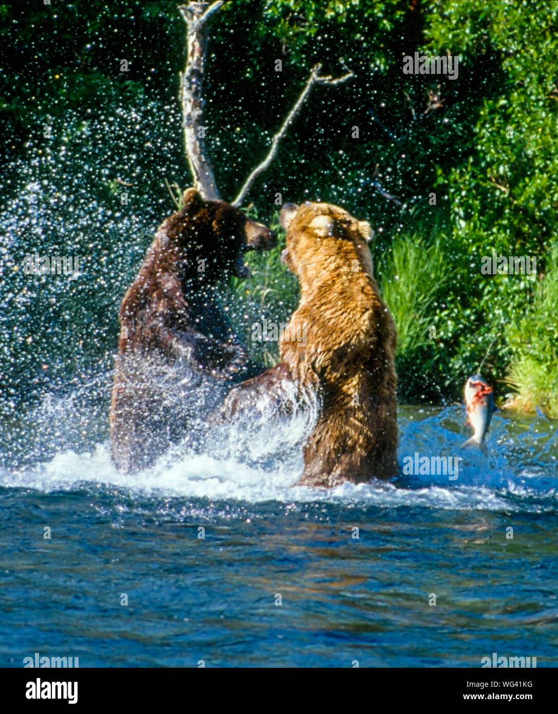 Two fish fighting hi-res stock photography and images - Alamy