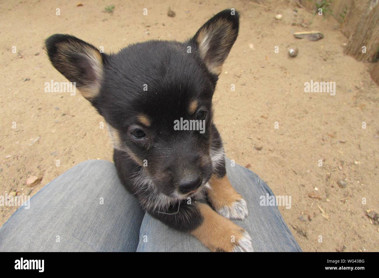 Puppy On Lap High Resolution Stock Photography and Images - Alamy
