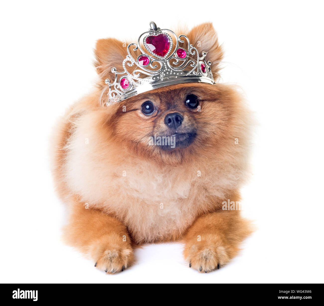 Dog wearing crown hi-res stock photography and images - Alamy