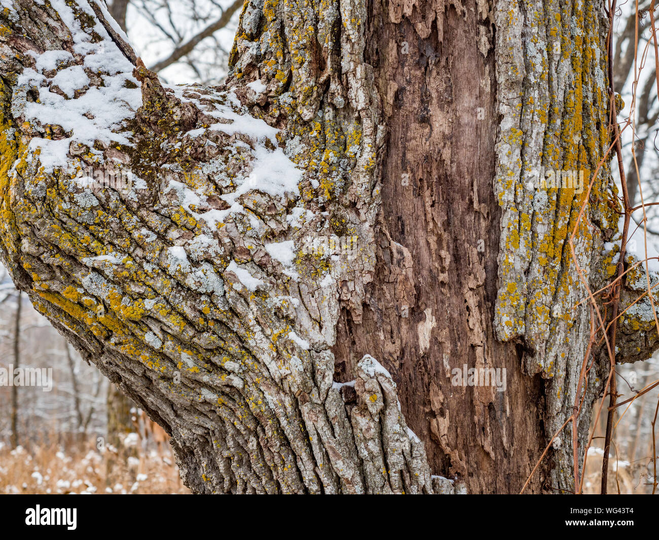 Snowy tree bark in Quarry Hill Nature Center, Rochester, Minnesota on a ...
