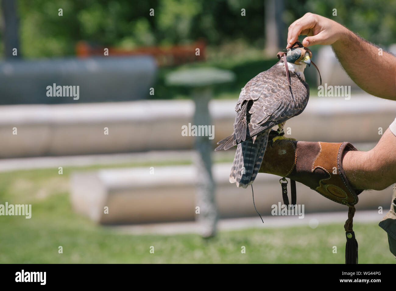 Falcon on hand hi-res stock photography and images - Alamy